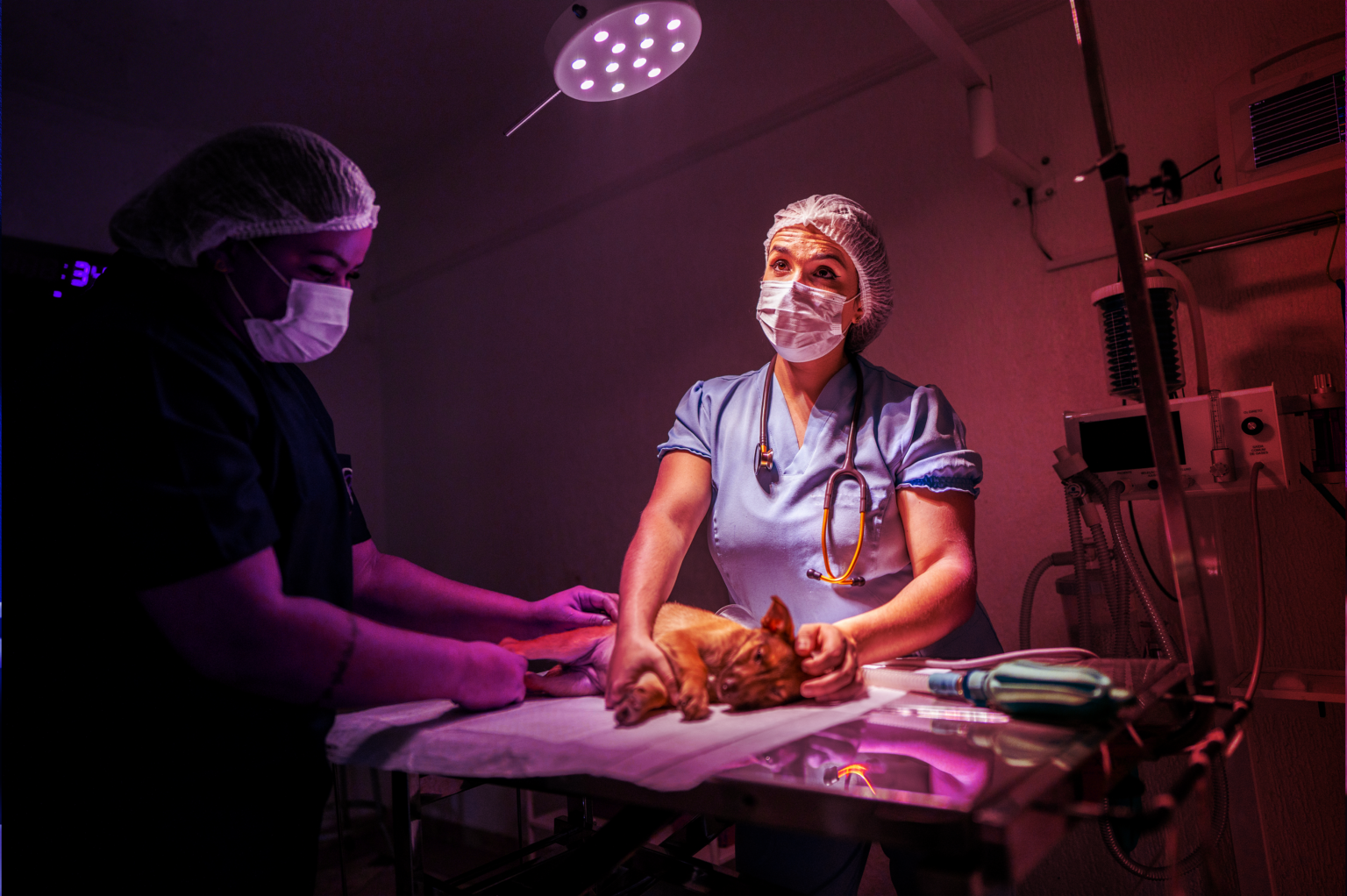 Veterinary Marketing Trends for 2025: Top Strategies for Growth